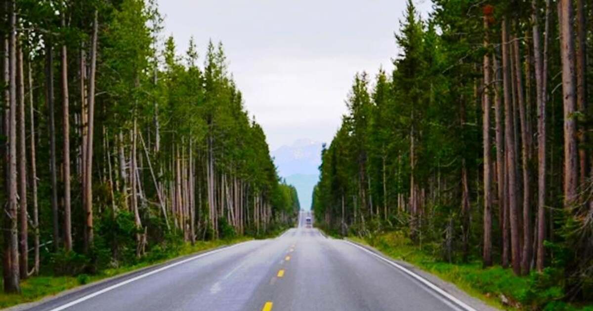 Perdele forestiere de-a lungul autostrăzii, la Arad şi Şagu - ARADON