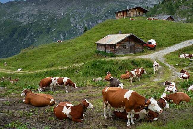 Abatoare de mică capacitate în zonele montane - ARADON