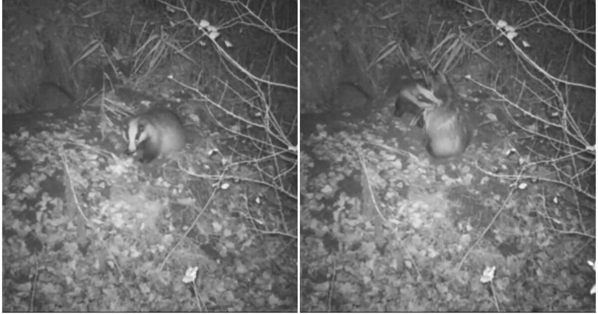 O familie de bursuci, surprinsă în Lunca Mureşului - ARADON