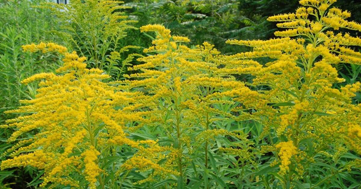 Avertismente urmate de amenzi pentru ambrozie - ARADON