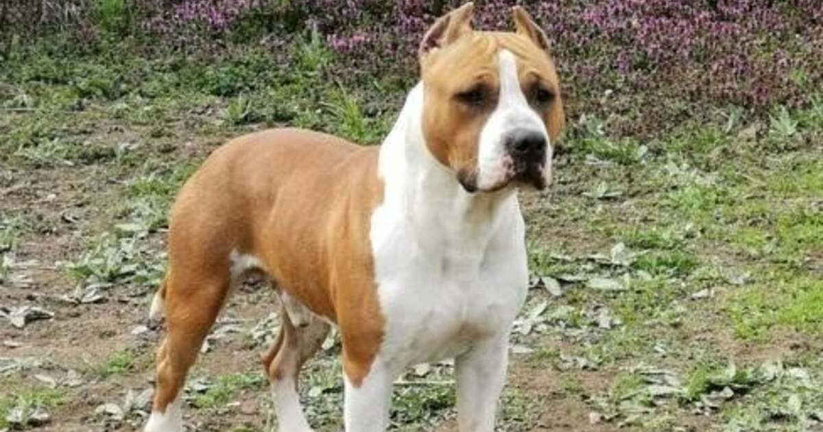 7 persoane cercetate într-un dosar de organizare de lupte între animale ...