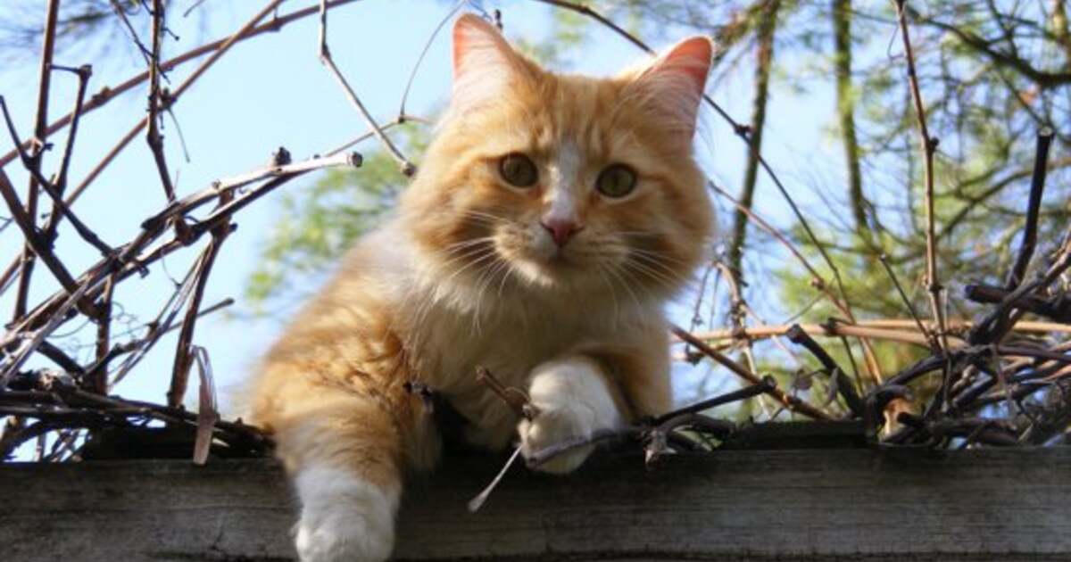 Poveste cu final fericit în Marea Britanie: şi-a găsit pisica dispărută ...