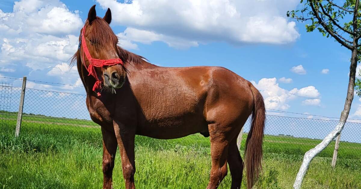 Cal găsit pe strada Cocorilor de Poliția Animalelor - ARADON