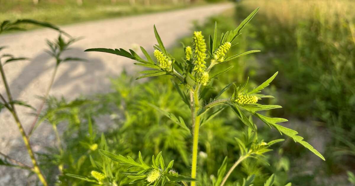 Amenzi de 14.000 de lei pentru ambrozie, în Arad - ARADON