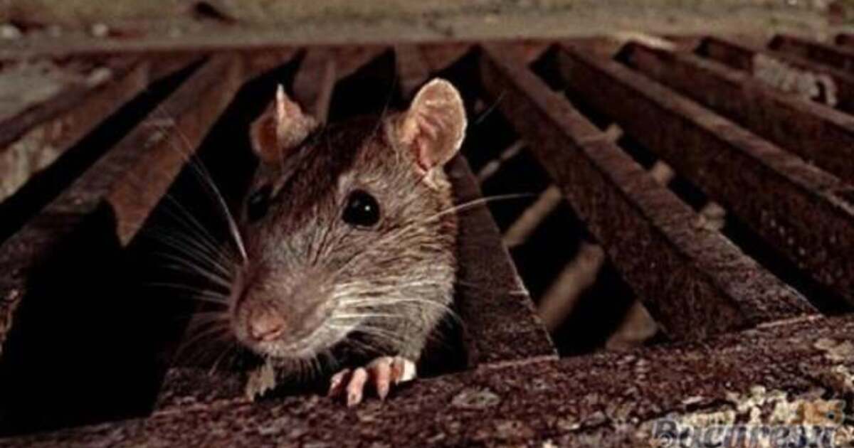 O nouă acțiune de deratizare pe domeniul public și privat al ...