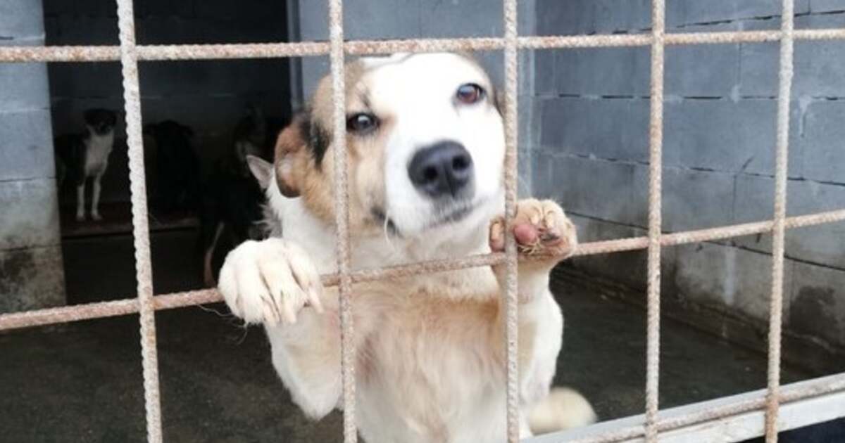 POLITIC. Proiectul USR Arad privind adăpostul de câini, propus spre respingere - ARADON