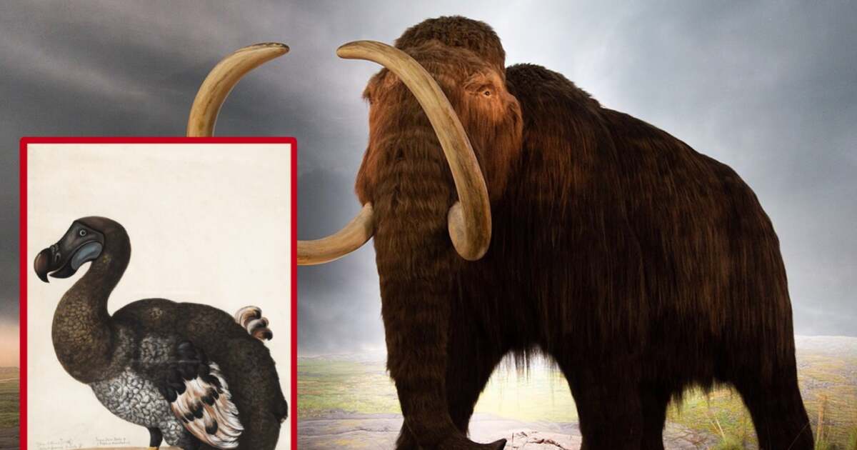 O companie de inginerie genetică încearca să readucă la viață mamutul ...