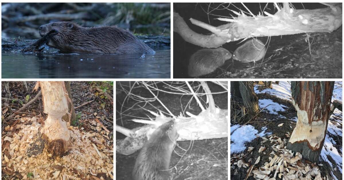 Castorul, potențial animal emblematic pentru Arad - ARADON