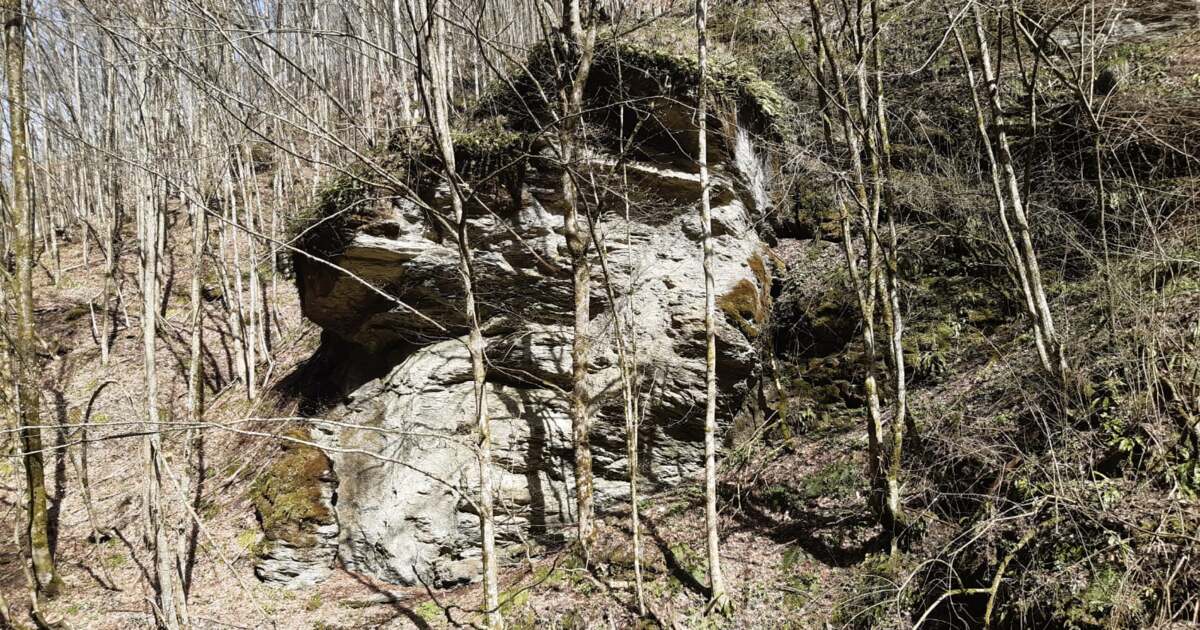 Ocol silvic nou în comunele de pe Valea Mureşului - ARADON