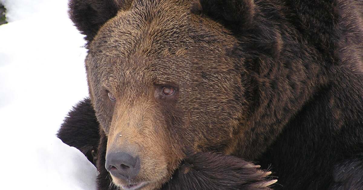 Harghita: Jandarmii au intervenit pe pârtia Havas-Bucin pentru a ...