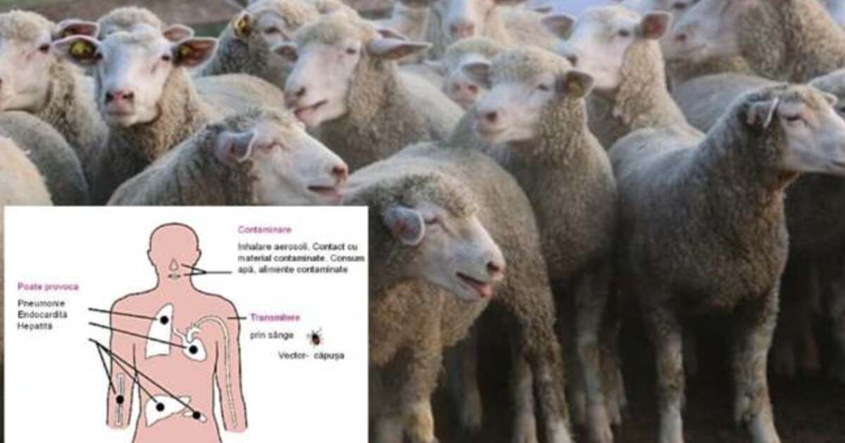 O pacientă din Bihor, diagnosticată cu febra Q. Ce efecte are această ...