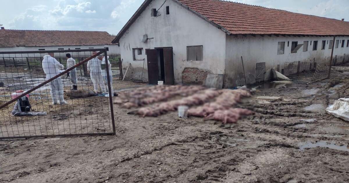 Focare de pestă porcină la Sintea Mică! 33 de porci vor fi sacrificați ...