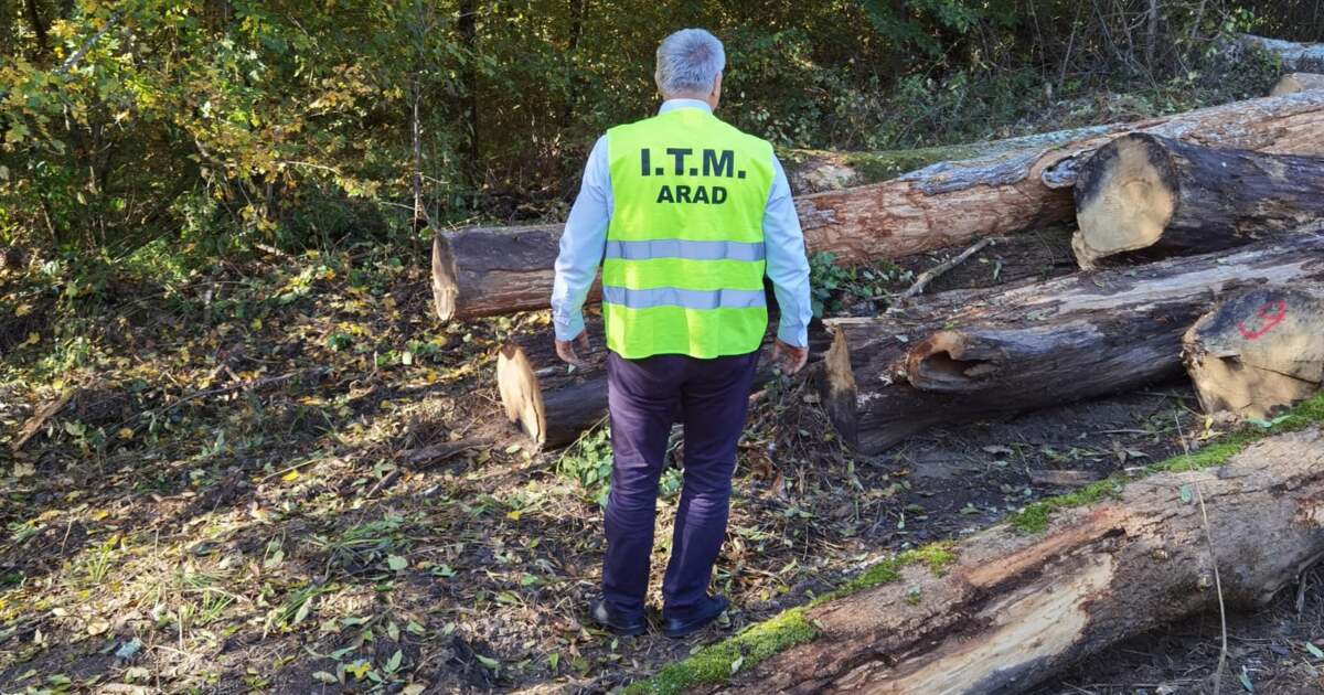 Șase luni de controale în pădurile din Arad - ARADON