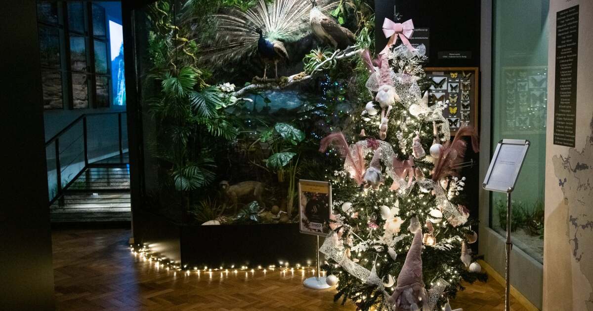 Brazi de poveste la Complexul Muzeal Arad - ARADON