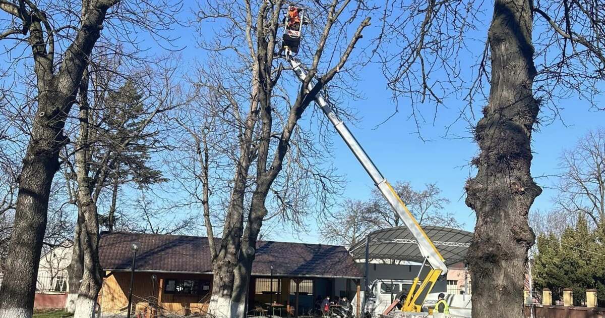 Toaletare de arbori în Parcul Central Pâncota - ARADON