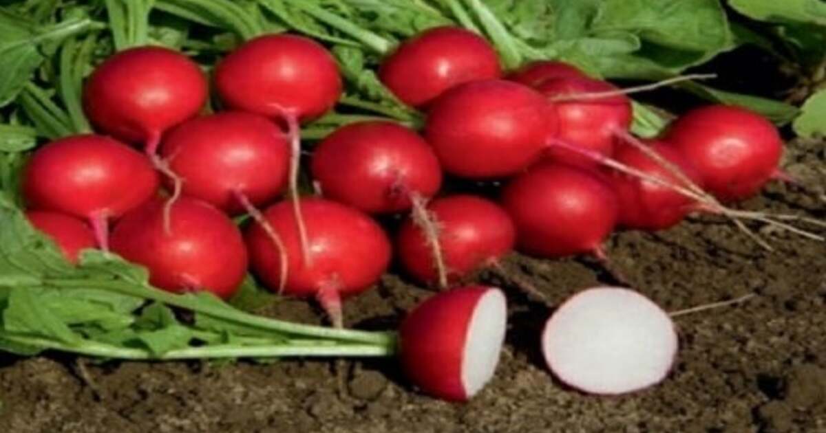 Ridichile, medicament pentru rinichi şi inimă! - ARADON