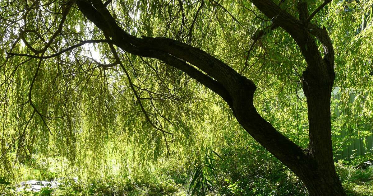 Salcia - simbolul Floriilor. De la ritualuri bisericeşti, la ...