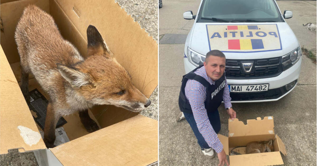 Pui de vulpe salvat de polițiștii arădeni - ARADON