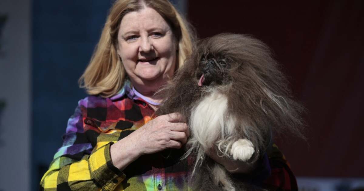 Un pechinez a fost declarat „cel mai urât câine din lume” în 2024 - ARADON