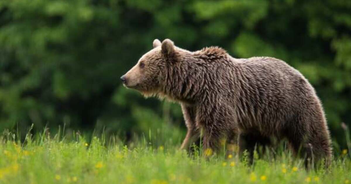 A fost votată legea pentru combaterea atacurilor ursului brun. Peste ...
