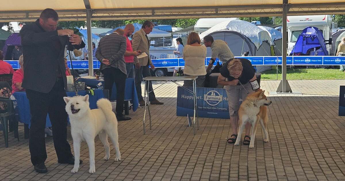 A început „Arad Dog Shows 2024” - ARADON