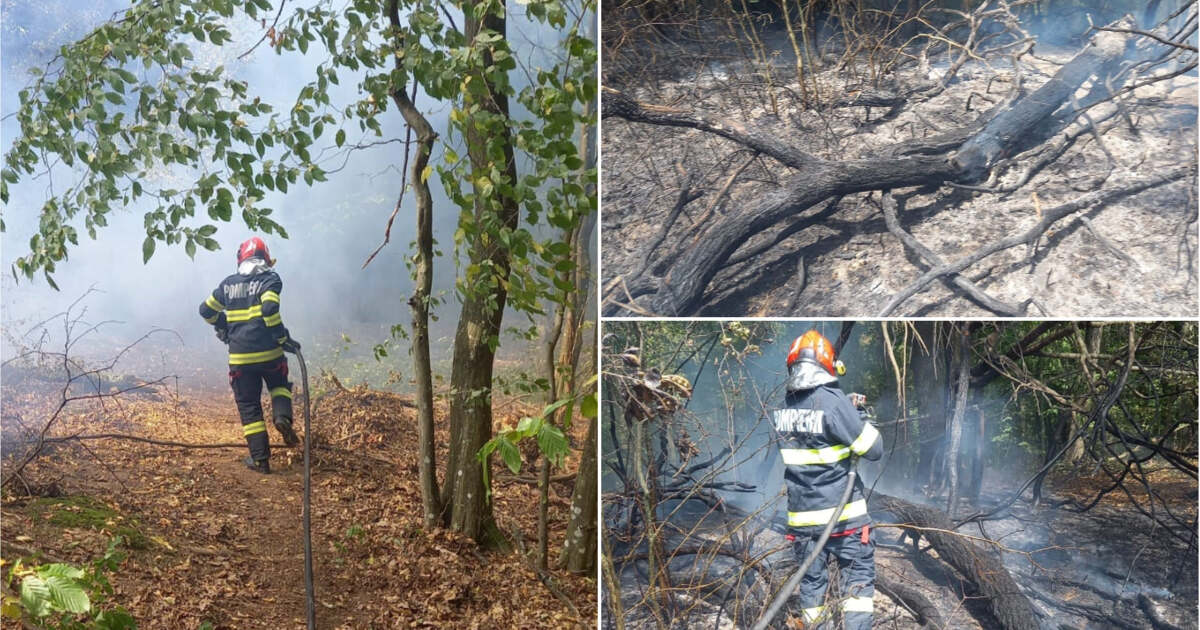 Pericol de incendiu în pădurea din Hălmagiu - ARADON