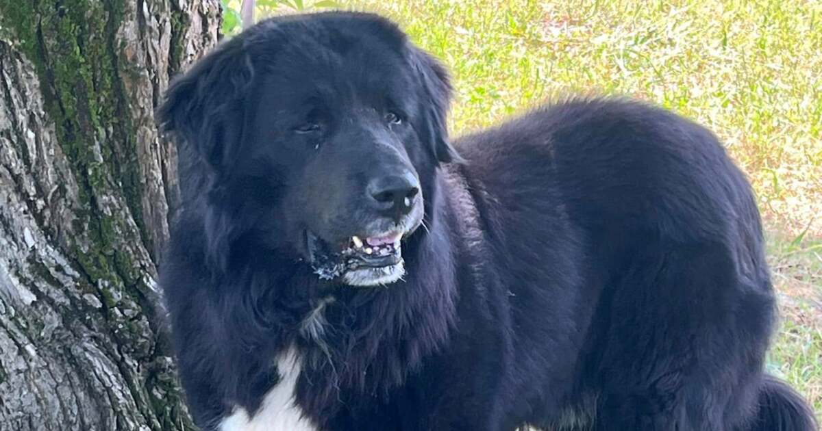 Asociaţia Chinologică Română: Săptămâna viitoare sperăm că va fi ...