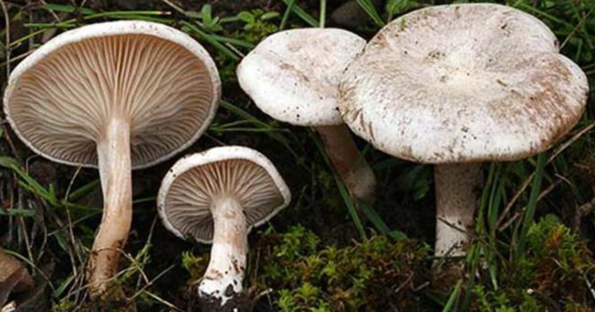 „Atenție la consumul de ciuperci!”, avertizează DSP Arad - ARADON