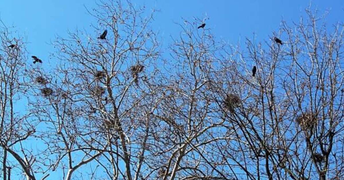 „Aventură urbană” cu ciori și șoferi nepăsători - ARADON