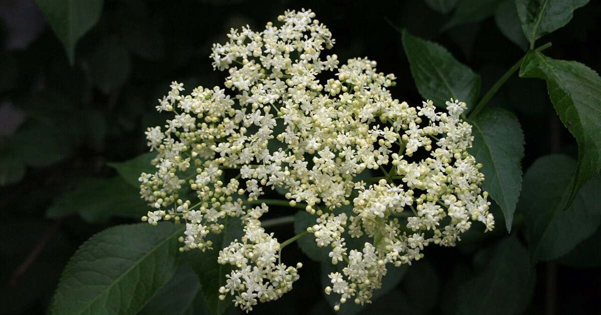 Numărul culegătorilor de plante medicinale s-a redus an de an în Arad ...