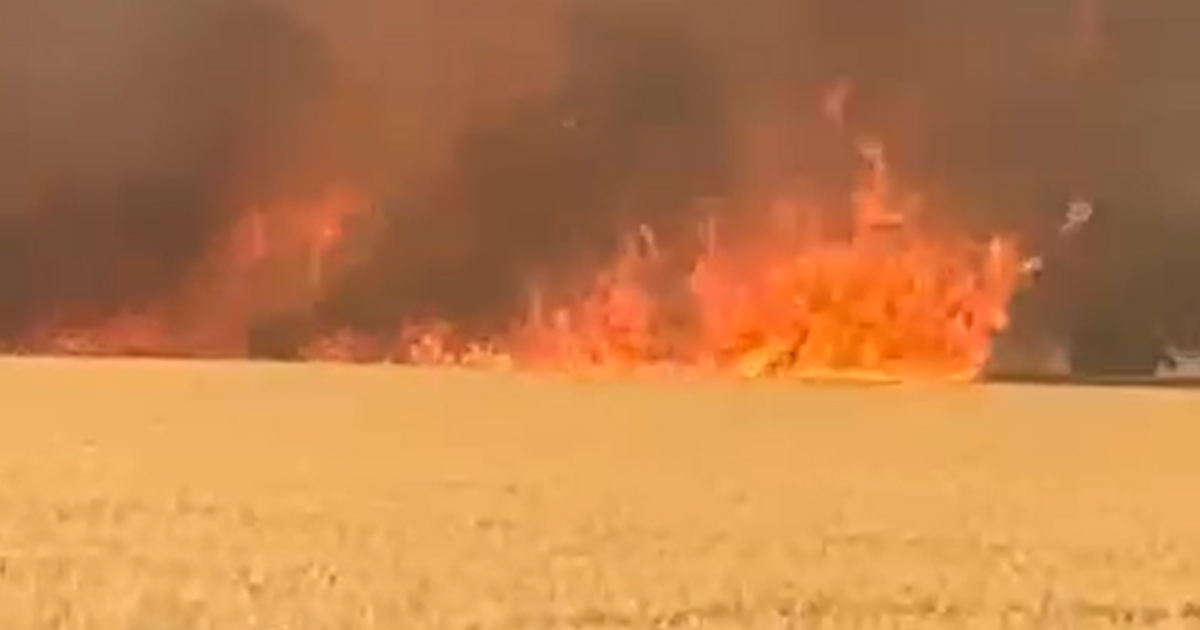 UPDATE. Lan de grâu în flăcări, între Pecica și Peregu Mic - ARADON