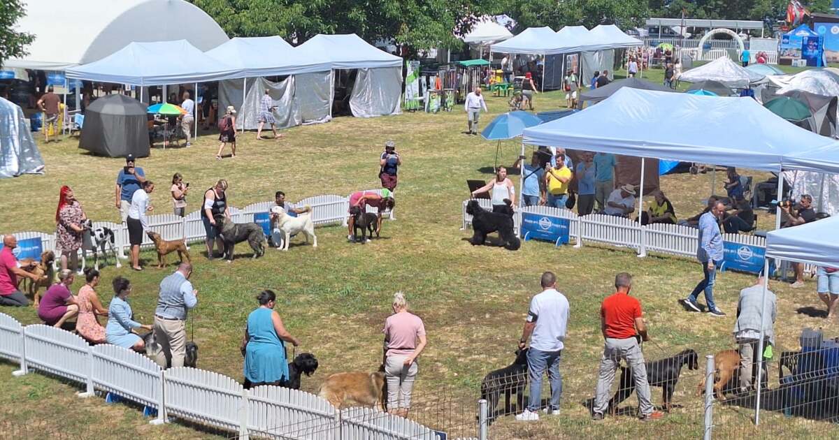 S-a dat startul Arad Dog Shows 2025 - ARADON