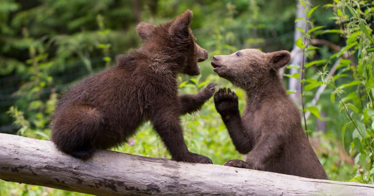 Tânăr din Pilu, reținut pentru că a ținut doi pui de urs acasă - ARADON