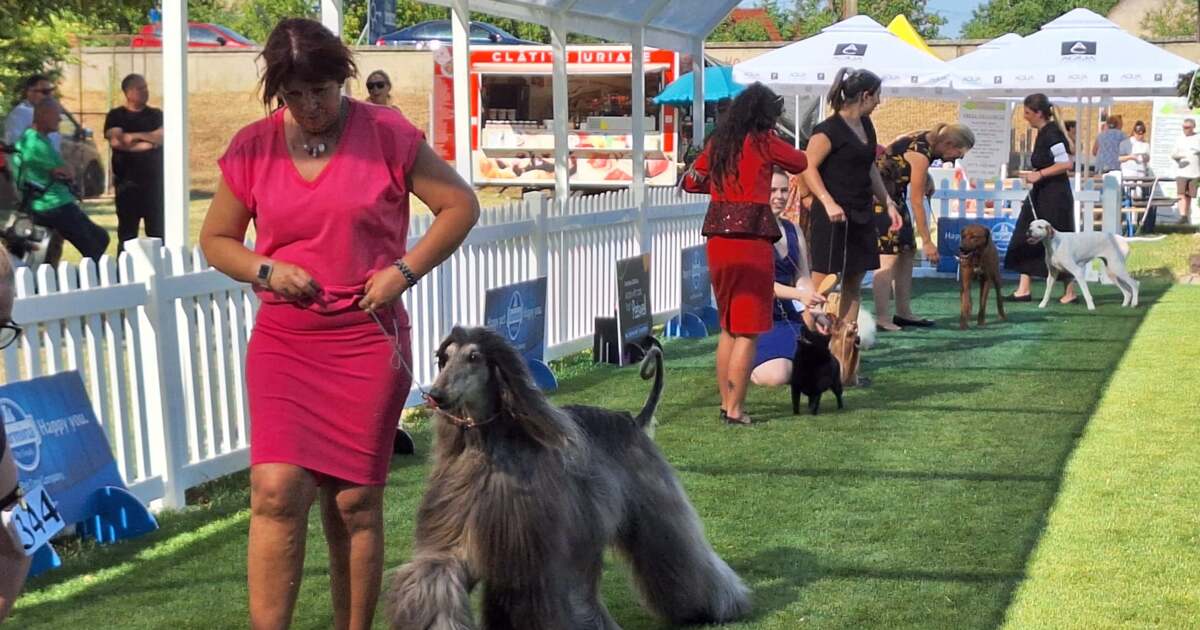 FOTO. Arad Dog Shows, ziua a doua a evenimentului - ARADON
