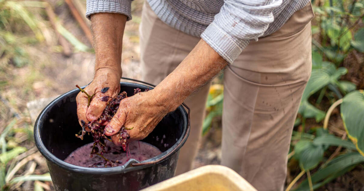 Vor o colaborare cu producătorii de vin din podgoria Aradului - ARADON