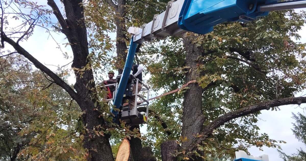 FOTO. Castan propus spre doborâre, pus în siguranță de arboriști - ARADON