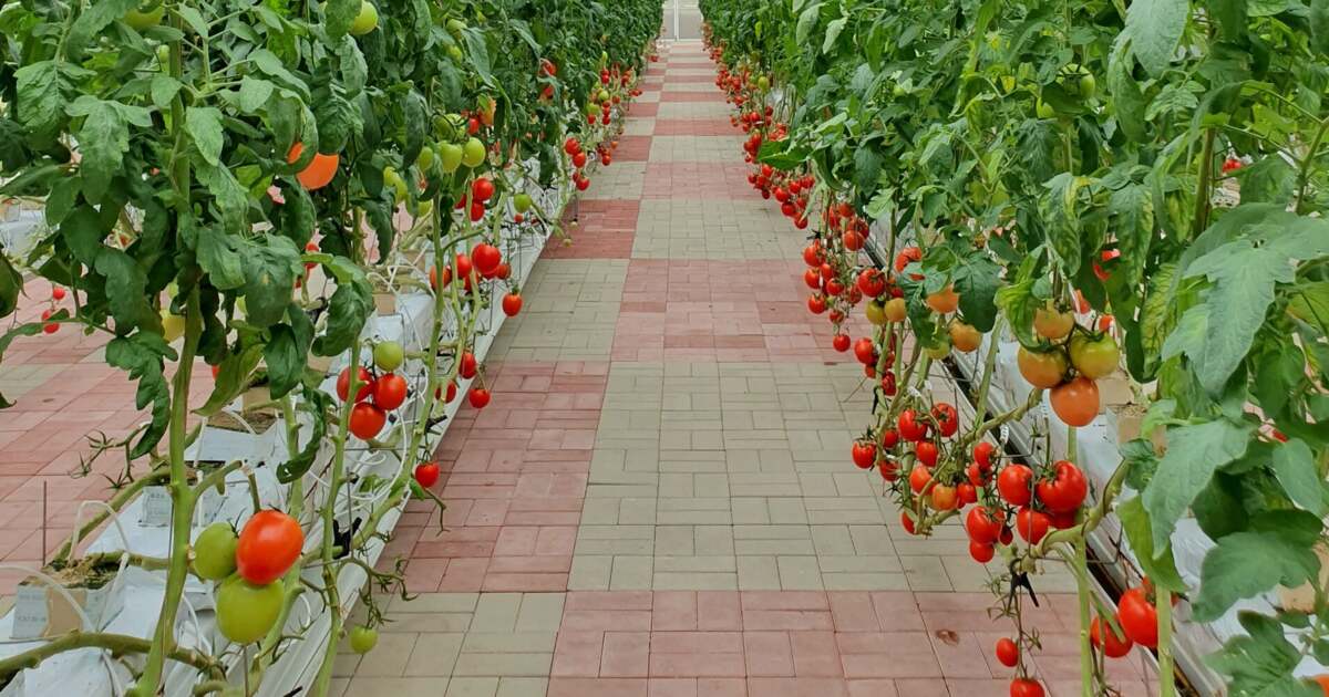 Apateu și Seleuș cumulează trei sferturi din cultivatorii de legume din ...