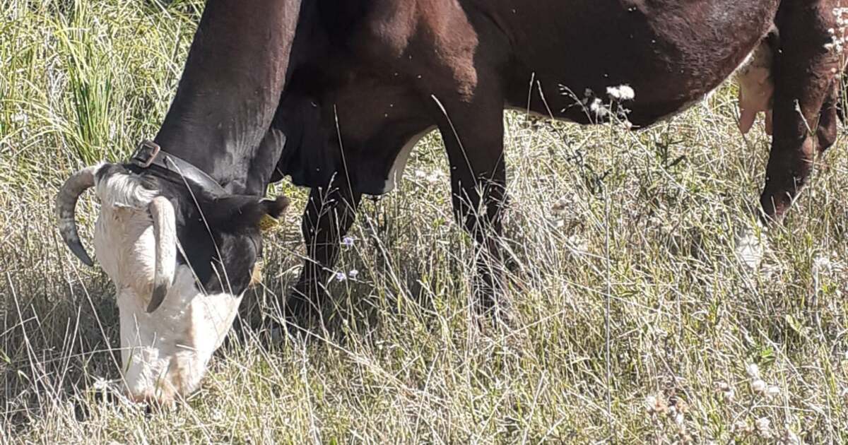 Arestat pentru că a furat trei vaci din Pâncota - ARADON